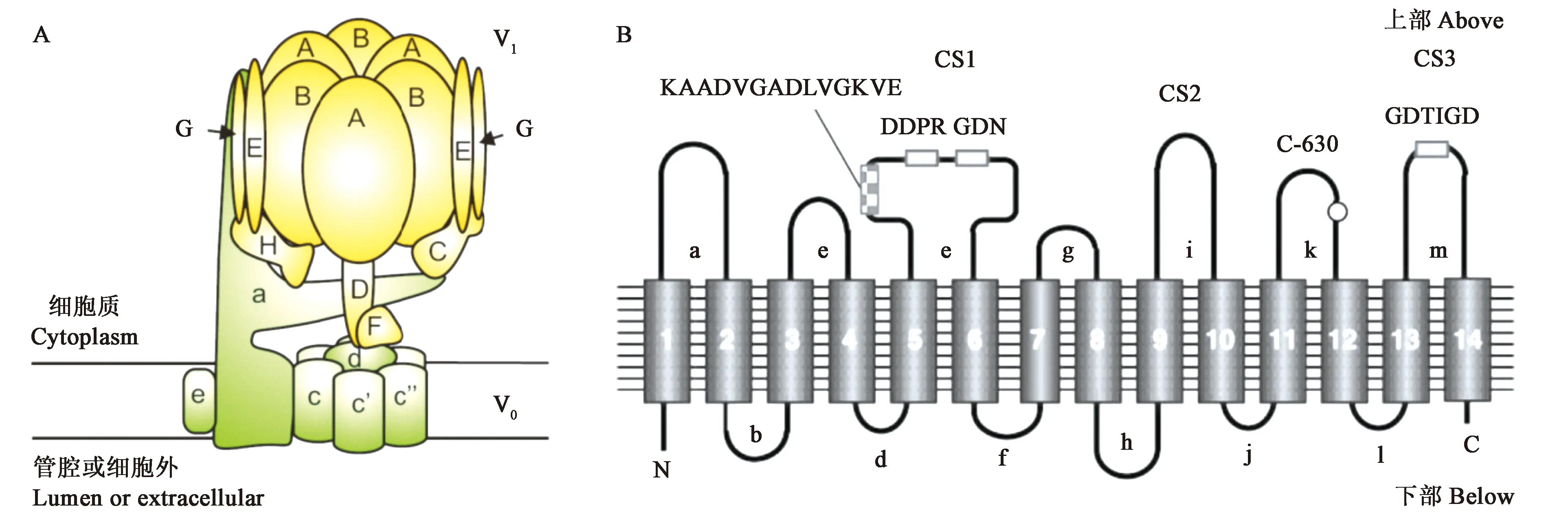 植物液泡膜H+-ATPase和H+-PPase 研究进展 - 知猫论文