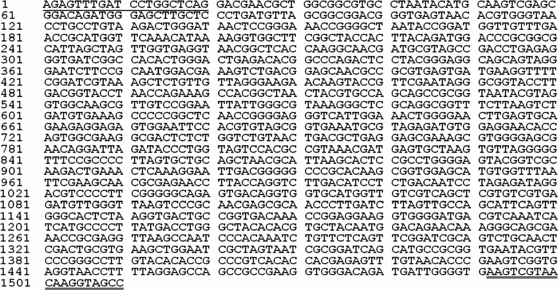 一株甘蓝内生枯草芽孢杆菌16S rDNA序列的克隆与分析 - 现代农业论文