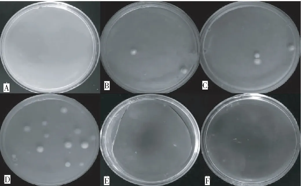 PEG-CaCl2介导牛樟芝遗传转化体系的构建 - 现代农业论文